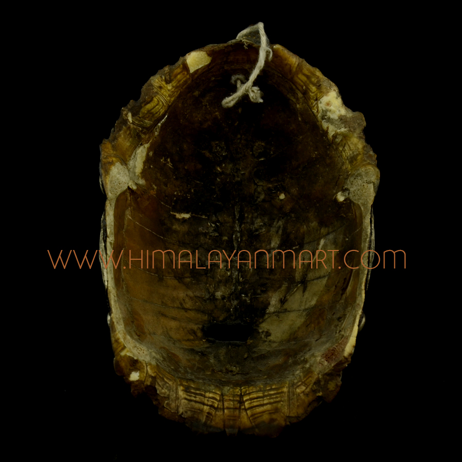 6.5” Tortoise Mask: Buy 6.5” Tortoise Mask Online - Himalayan Mart